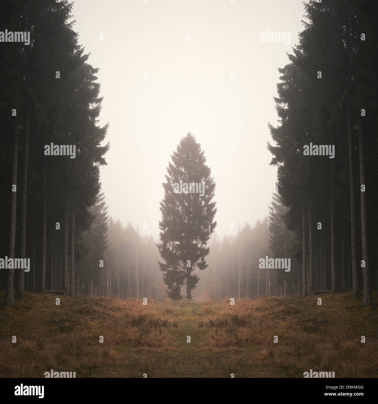 Lone tree in misty forest Stock Photo - Alamy