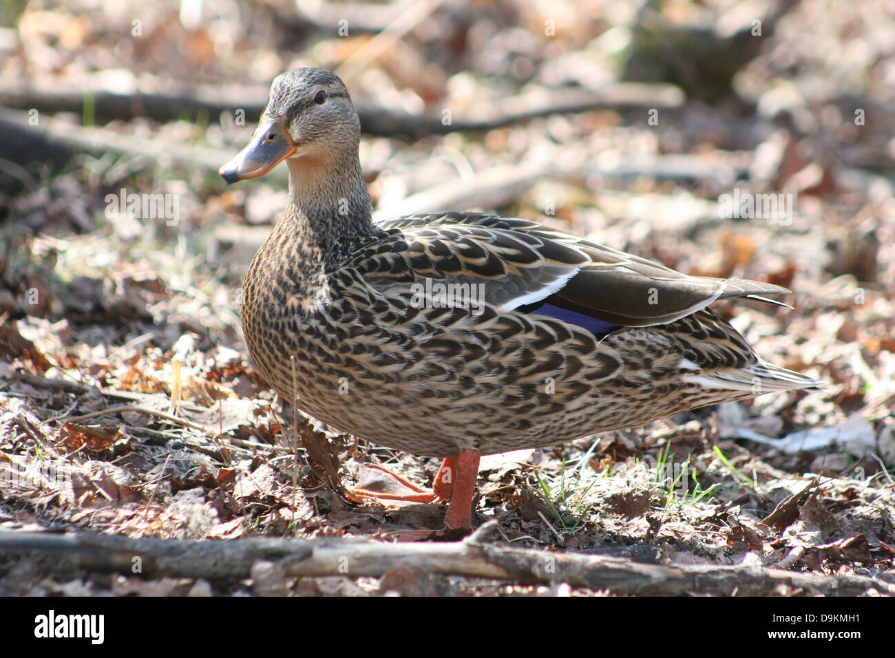 A female Mallard Duck collecting food on the forest floor in spring in ...