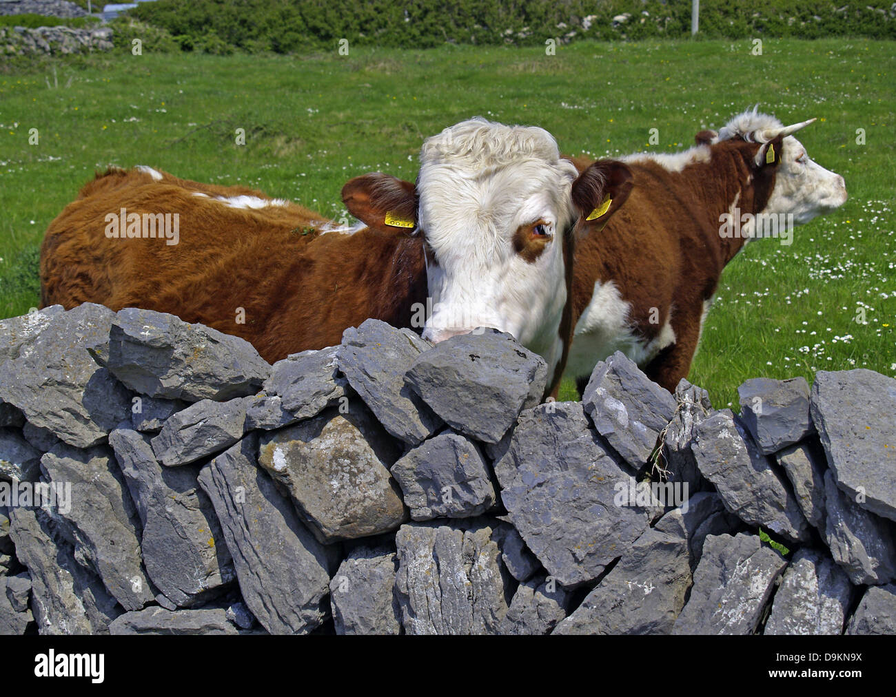 Stone Fence High Resolution Stock Photography and Images - Alamy