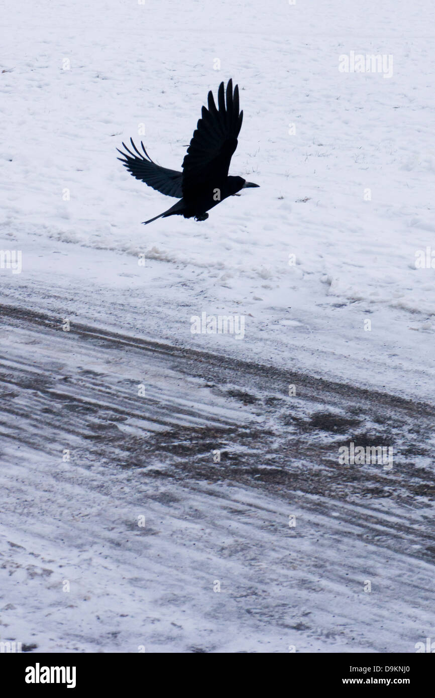 crow flying across a road in winter Stock Photo - Alamy
