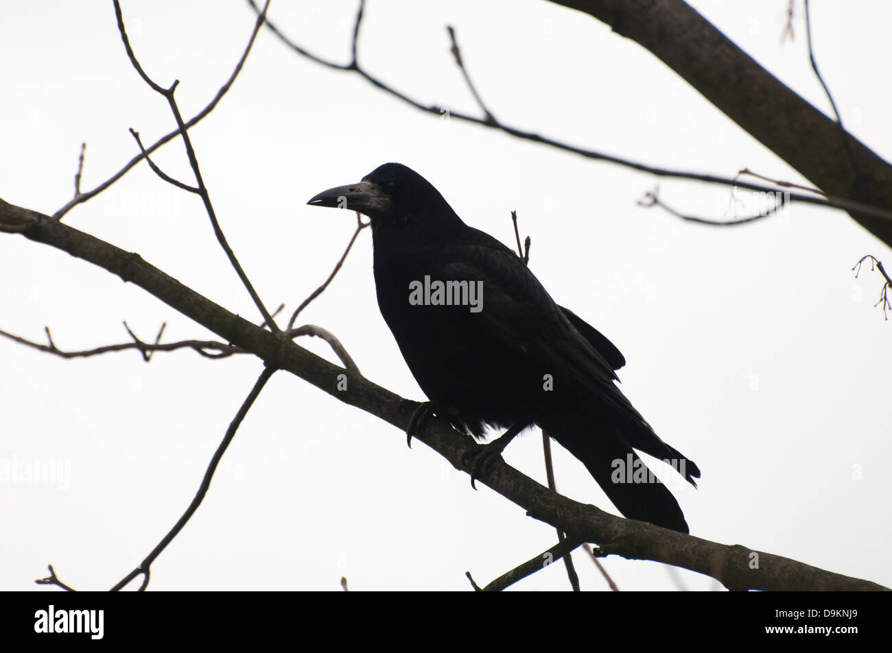 crow on a tree Stock Photo - Alamy