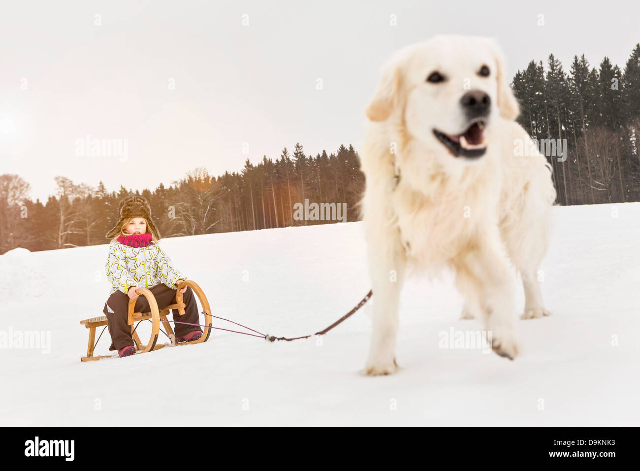 Labrador retriever sitting on germany hi-res stock photography and ...