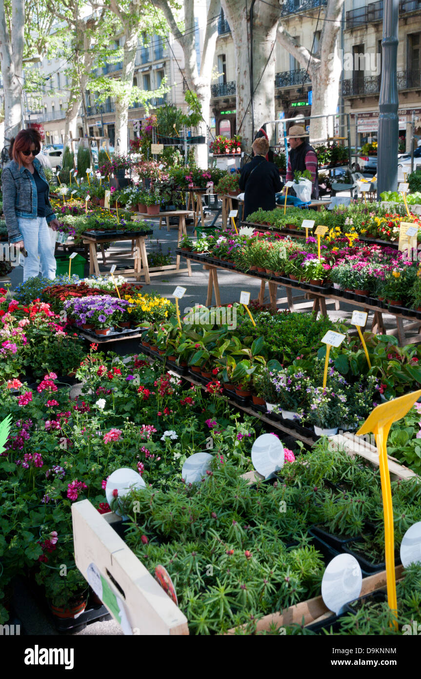 A customer examining plants on Beziers flower market Stock Photo - Alamy