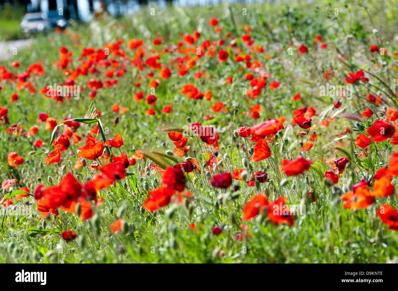 Differential focus shot of Poppies on roadside verge in France Stock ...