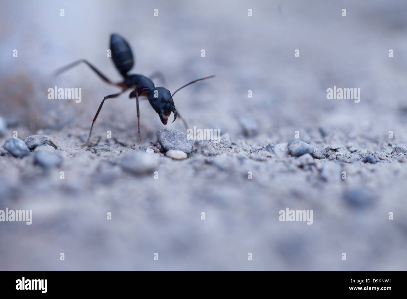 upset ant become mad Stock Photo - Alamy