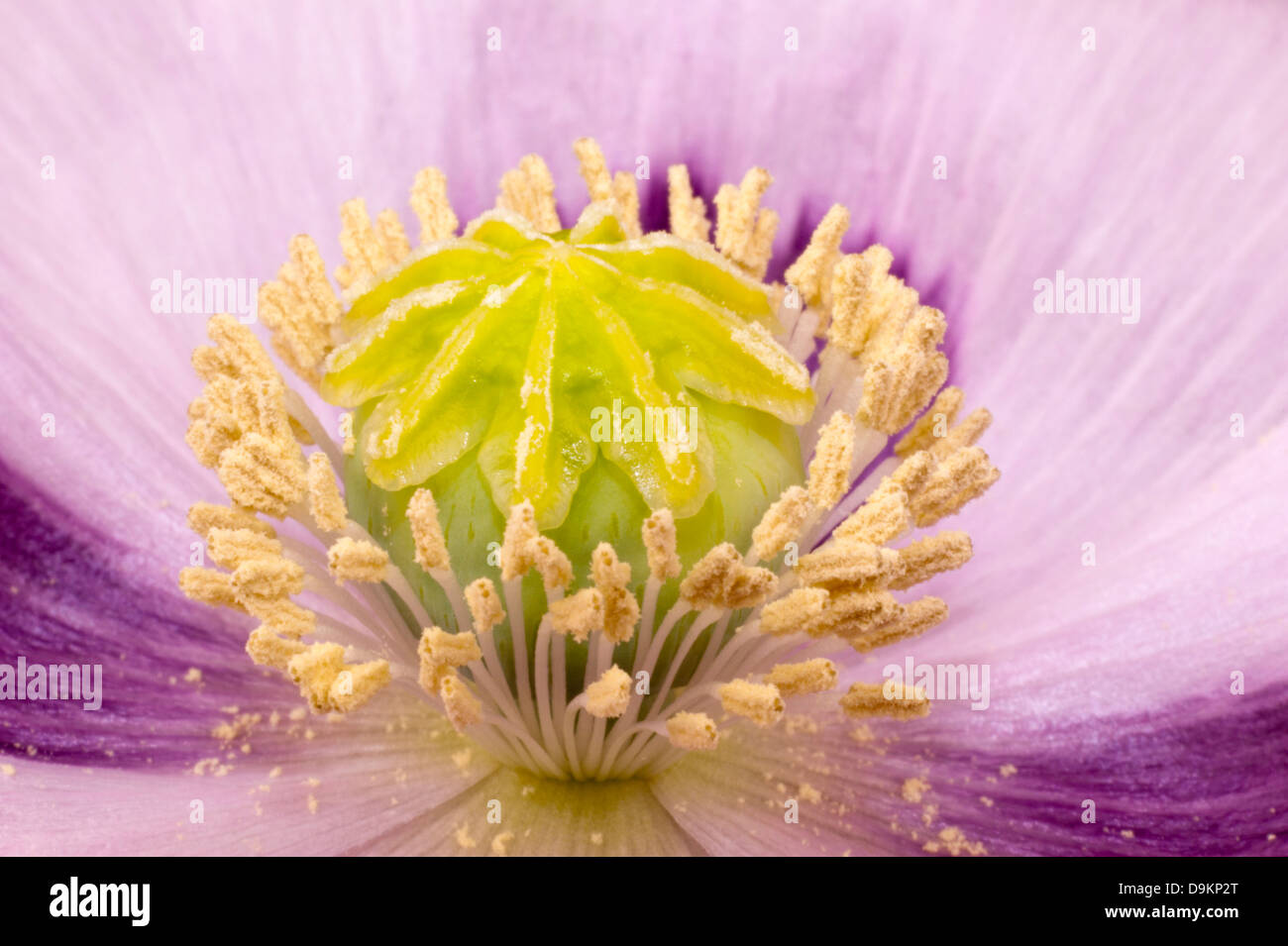 Poppy seed capsule in extreme close up, its yellow green nine segmented ...