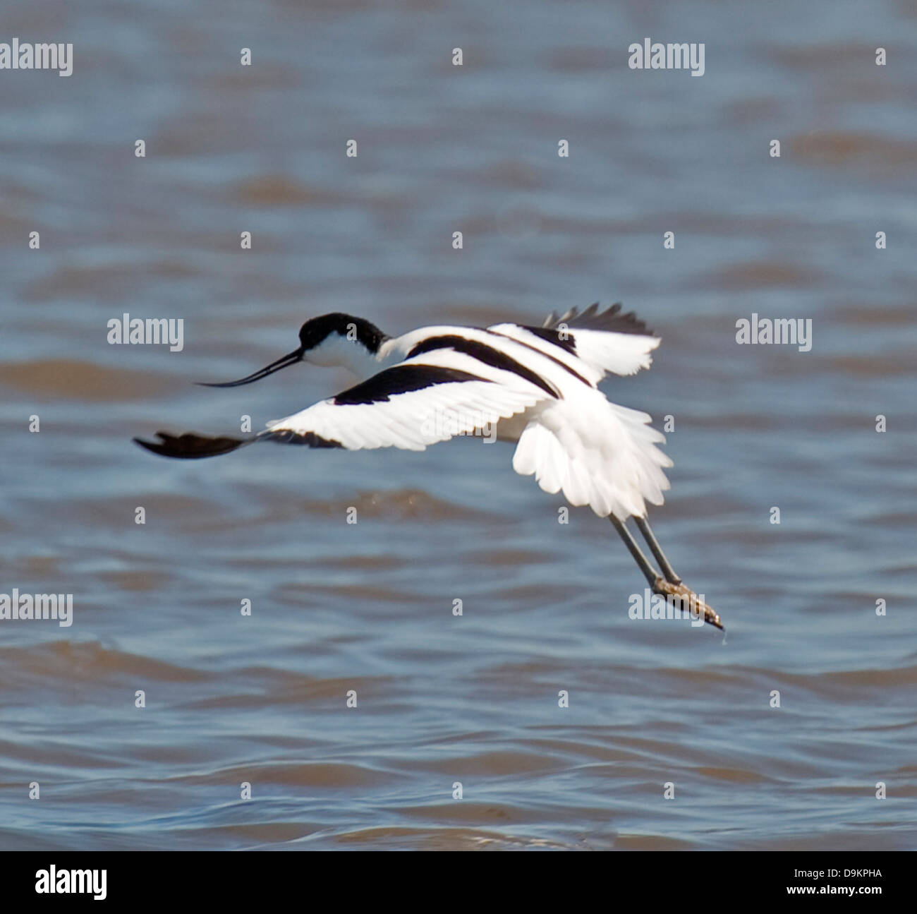 Pied avocet wings hi-res stock photography and images - Alamy