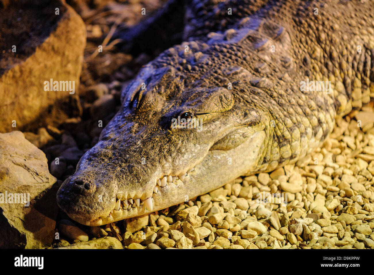 Mexican crocodile hi-res stock photography and images - Alamy