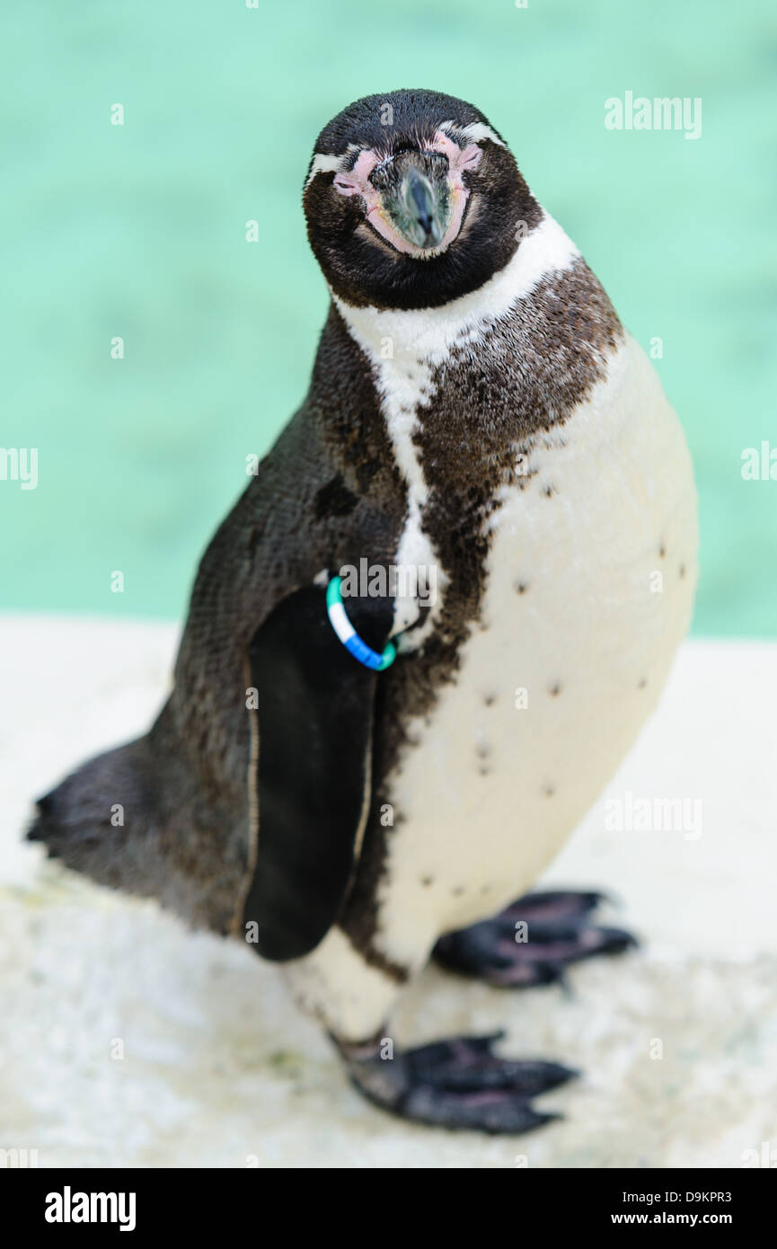 Smug hi-res stock photography and images - Alamy