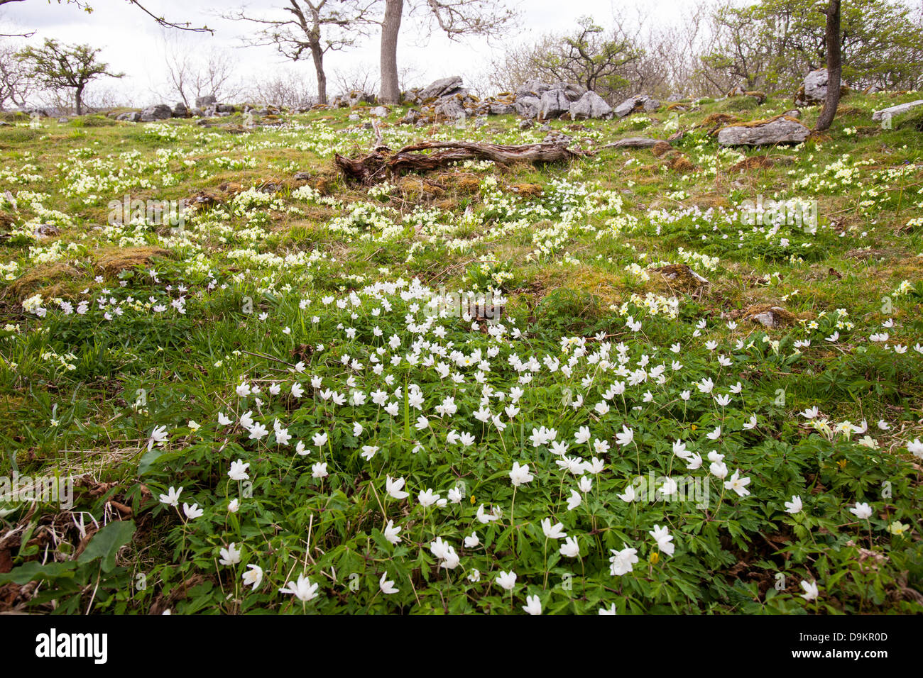 Primrose Wood High Resolution Stock Photography and Images - Alamy