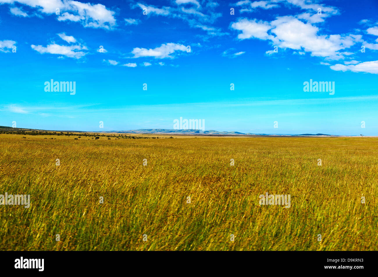 Plains, Kenya, Africa Stock Photo - Alamy