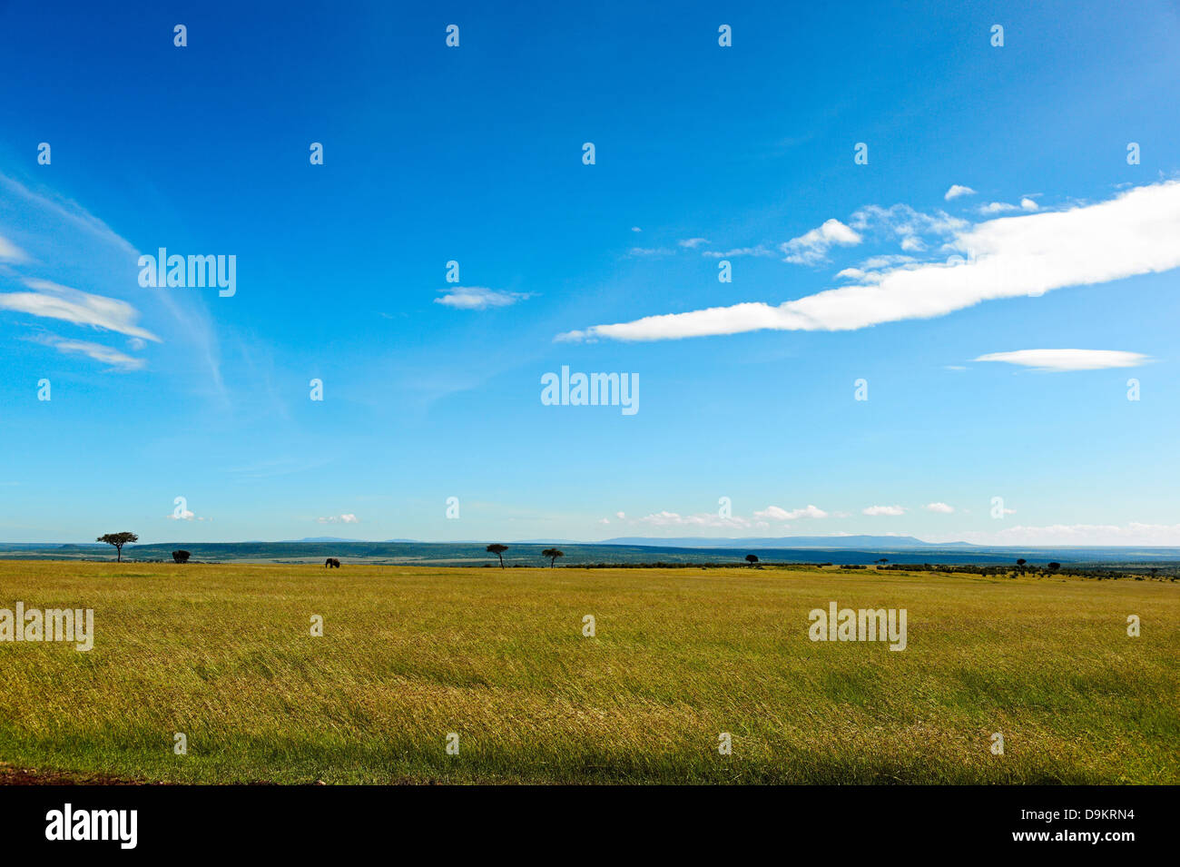 Plains of africa hi-res stock photography and images - Alamy