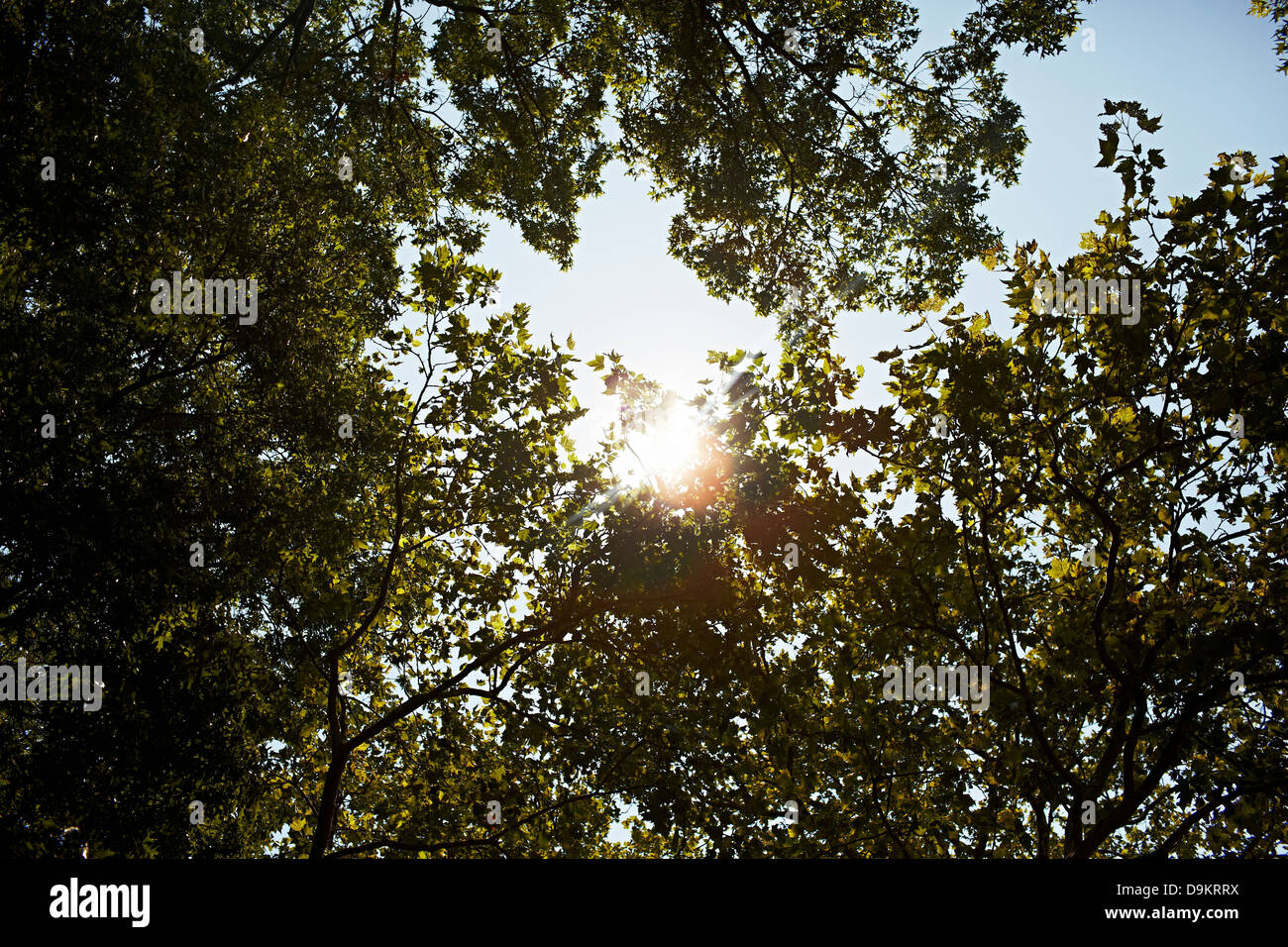 Sunlight shining through leaves in trees Stock Photo - Alamy