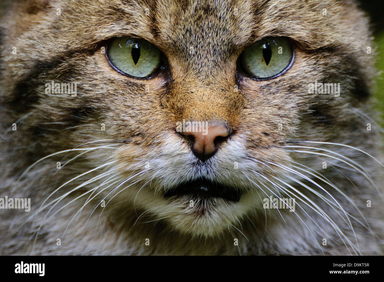 Wildkatze, wildcat, Felis silvestris Stock Photo - Alamy