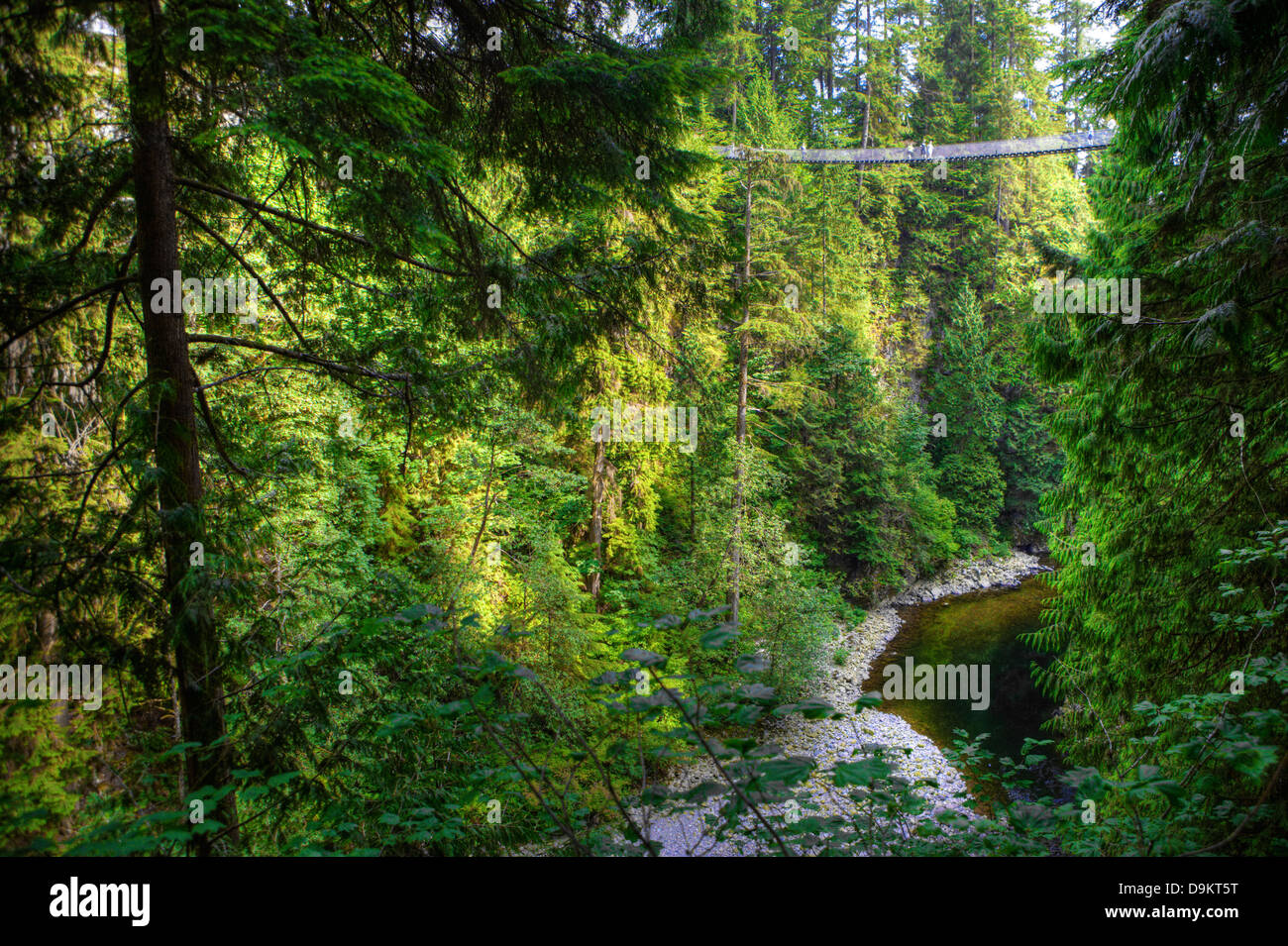 A horizontal view of the Capilano Bridge suspended over a tree line ...
