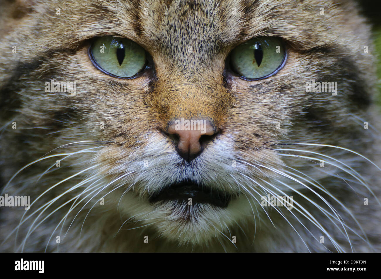 Wildkatze, wildcat, Felis silvestris Stock Photo - Alamy