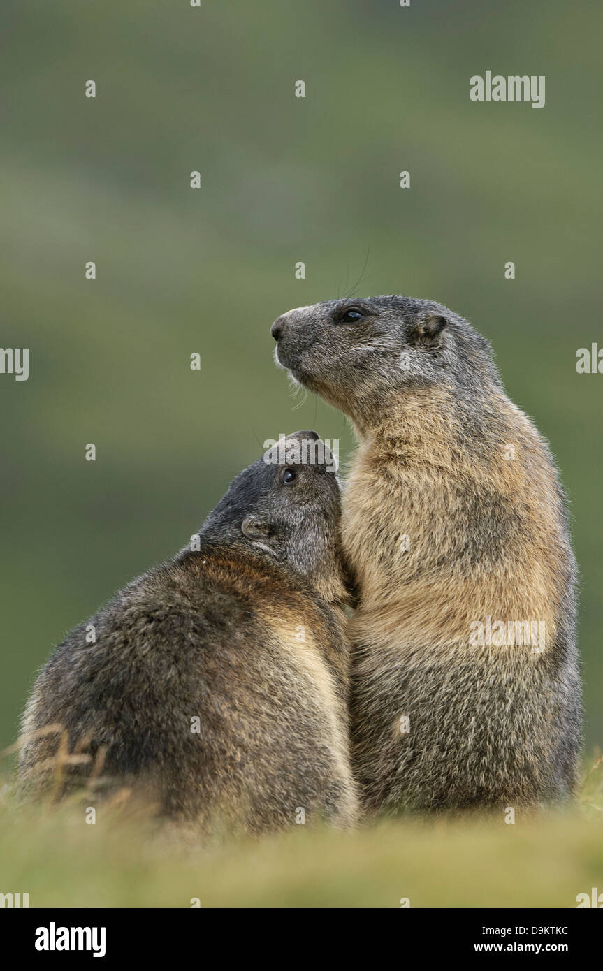 Murmeltier, Alpine Marmot, Marmota marmota Stock Photo - Alamy