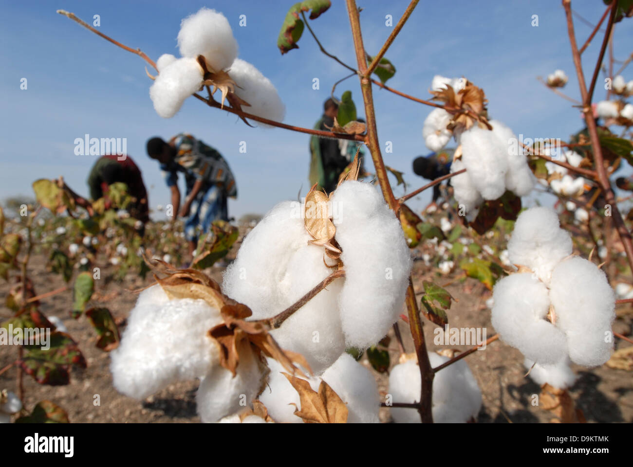 Africa TANZANIA organic cotton project biore of swiss yarn trader Remei ...