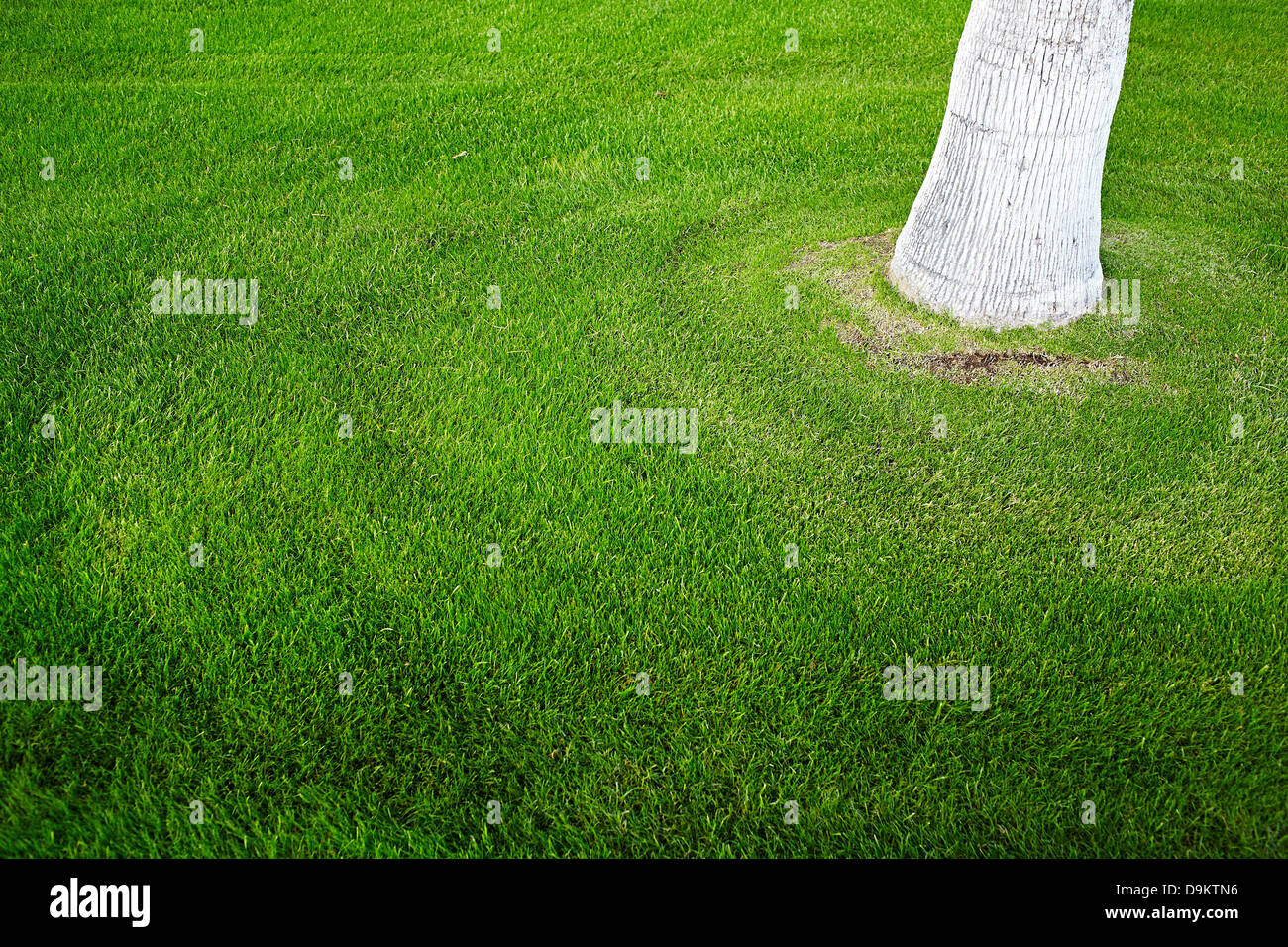 Base of tree and green grass Stock Photo - Alamy