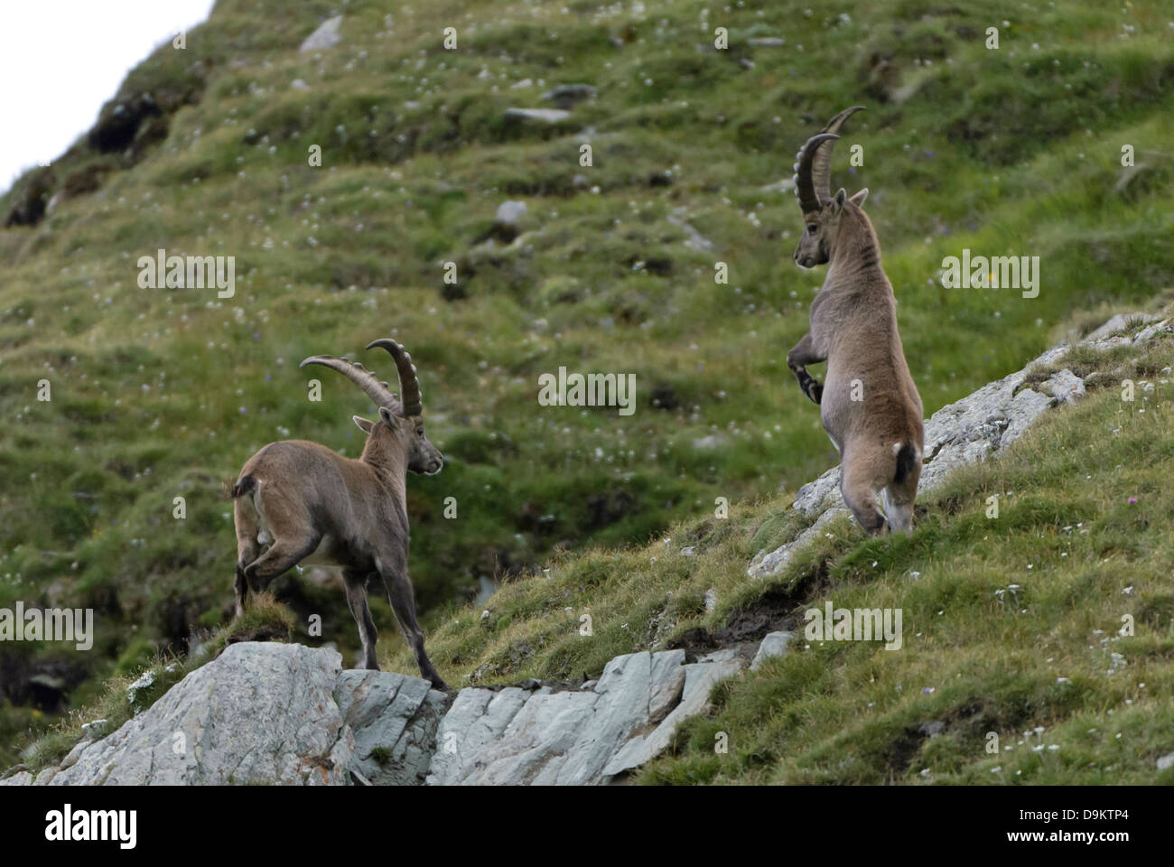Alpine ibex, Capra ibex, Steinbock, Alpensteinbock Stock Photo - Alamy