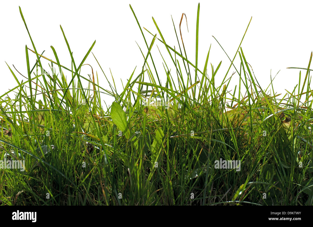 Green grass cut out isolated on white background Stock Photo - Alamy