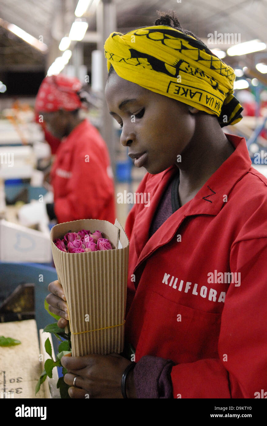 Tanzania, rose cut flower cultivation in green house at fair trade ...