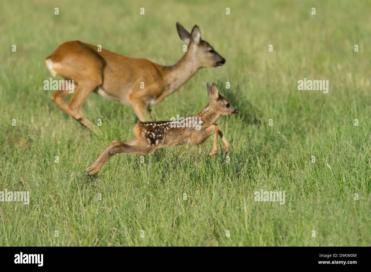 Kitz und Ricke, Reh, Rehkitz Stock Photo - Alamy