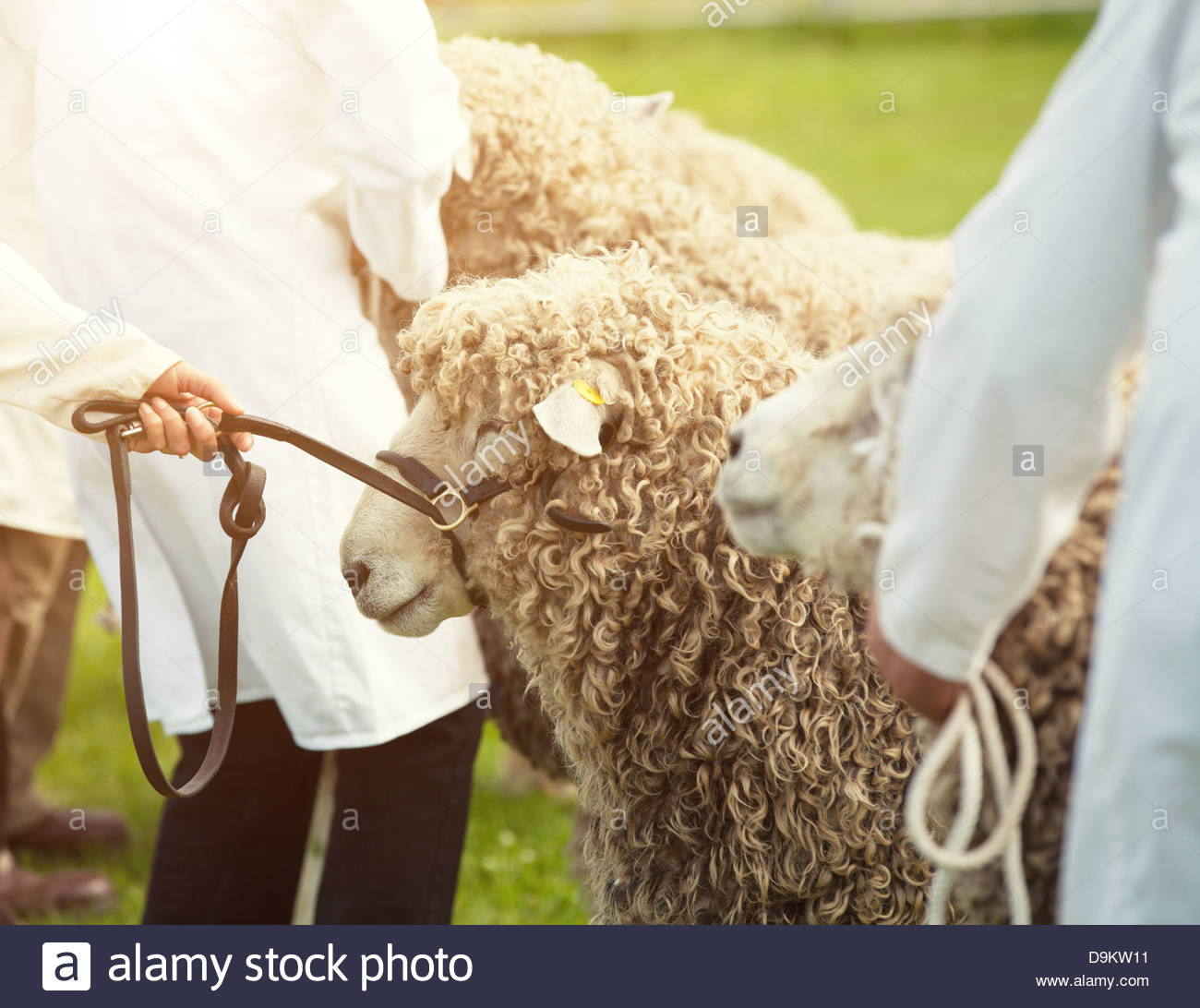 County Fair Animals Stock Photos & County Fair Animals Stock Images - Alamy