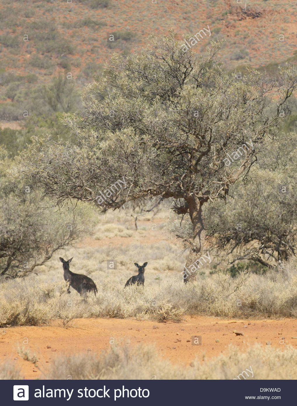 Gawler Ranges High Resolution Stock Photography and Images - Alamy