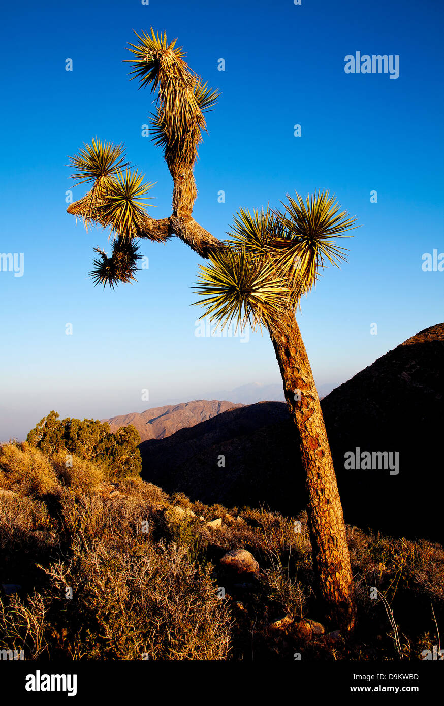 A single Joshua Tree adorns the dawn desert landscape of Joshua Tree ...