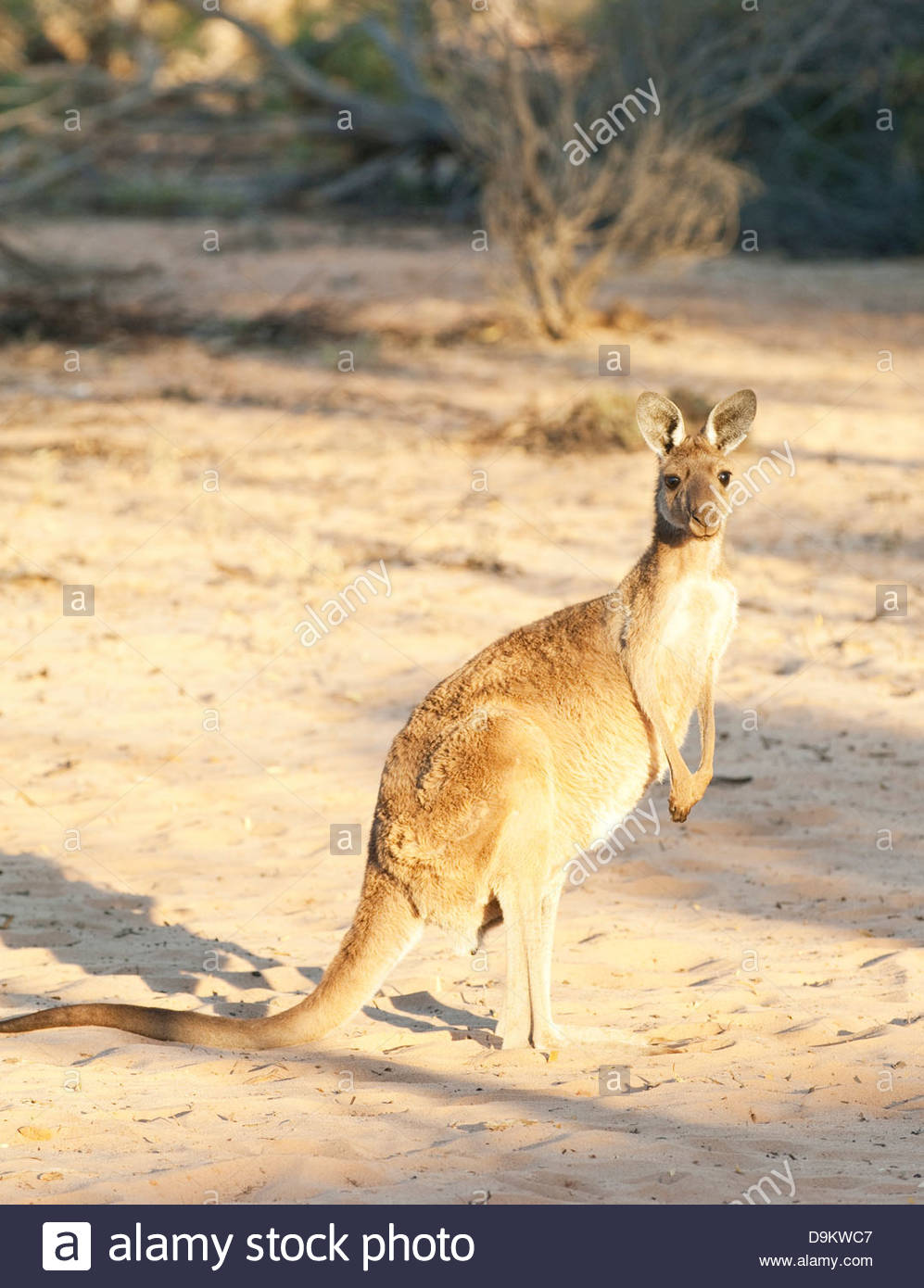 Gawler Ranges National Park Stock Photos & Gawler Ranges National Park ...