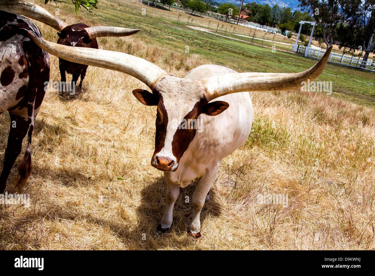 Longhorn in field of grass hi-res stock photography and images - Alamy
