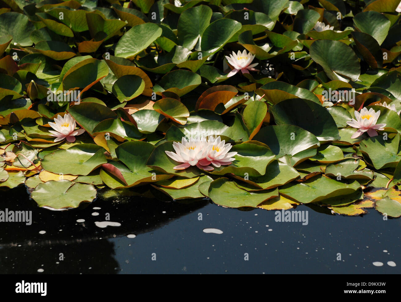 Pale of water hi-res stock photography and images - Alamy