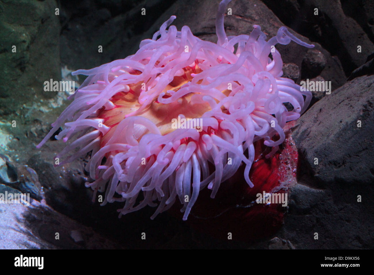 Tentacled sea anemone hi-res stock photography and images - Alamy