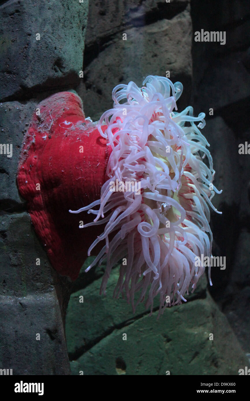 Fish eating under water hi-res stock photography and images - Alamy