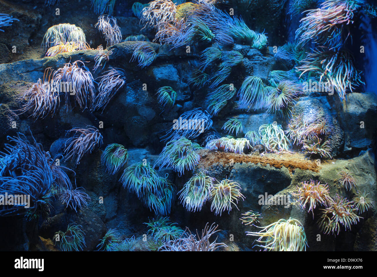 Delicate sea anemone hi-res stock photography and images - Alamy