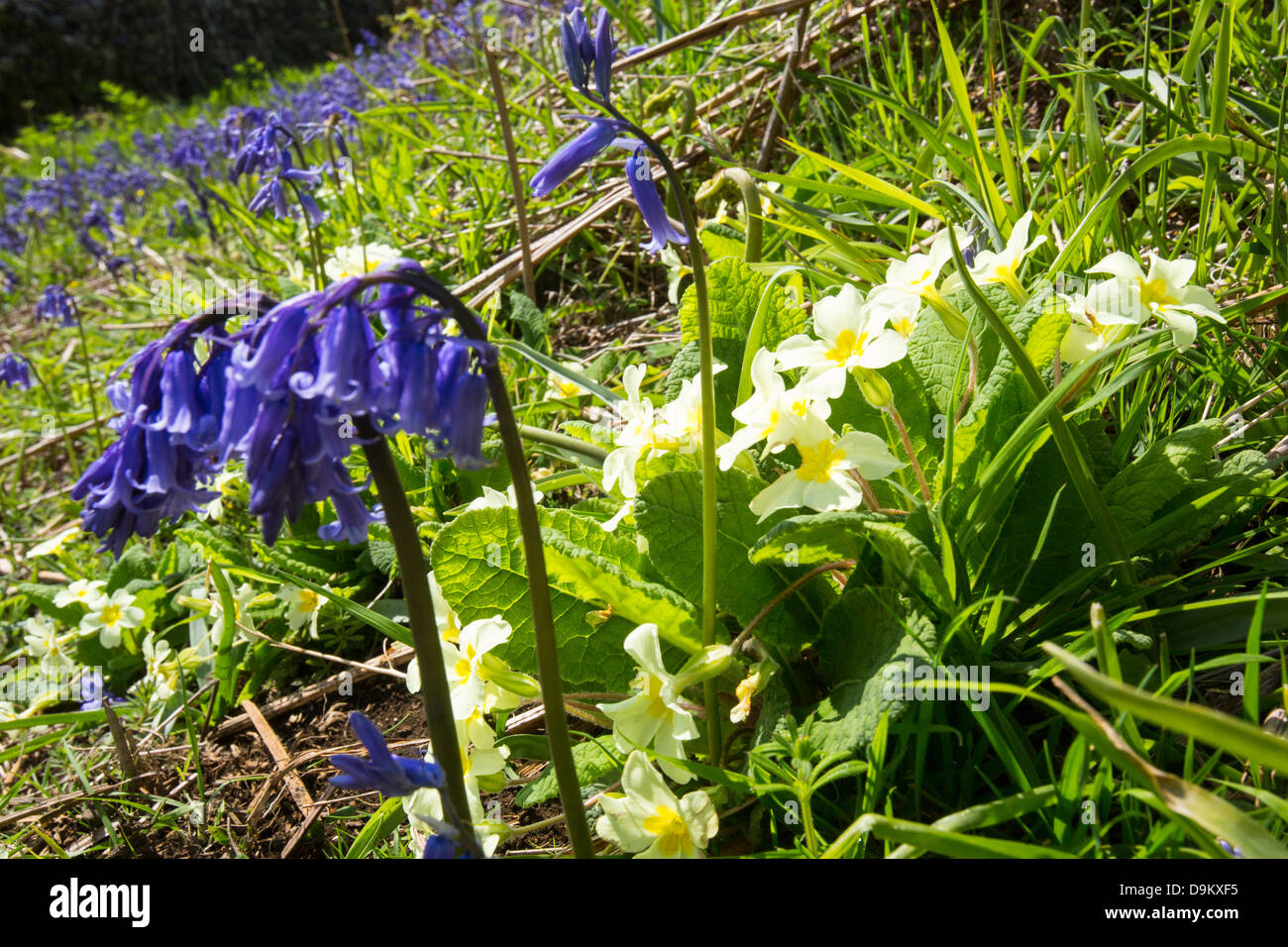 Primrose wood hi-res stock photography and images - Alamy