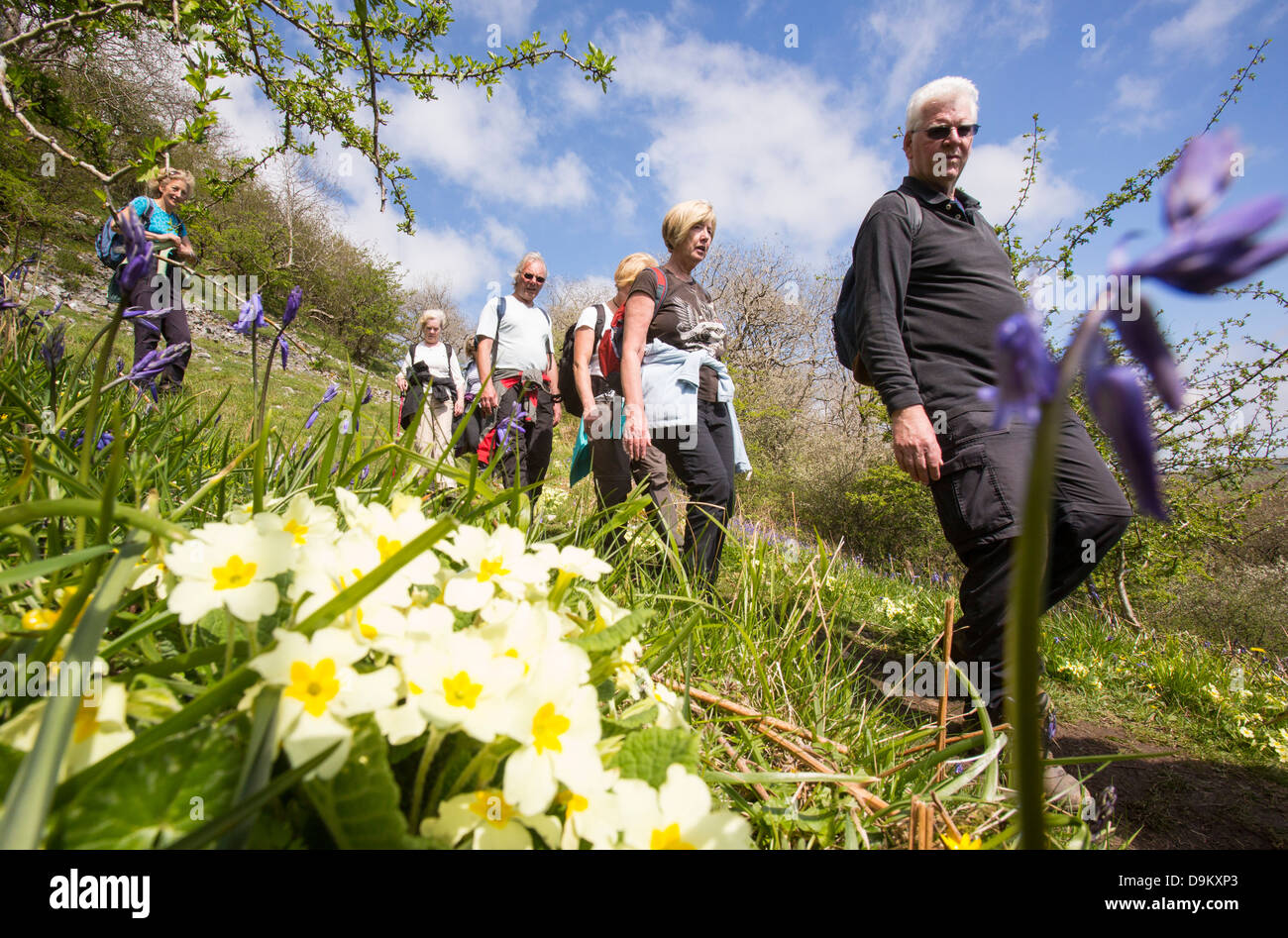Primrose trail hi-res stock photography and images - Alamy