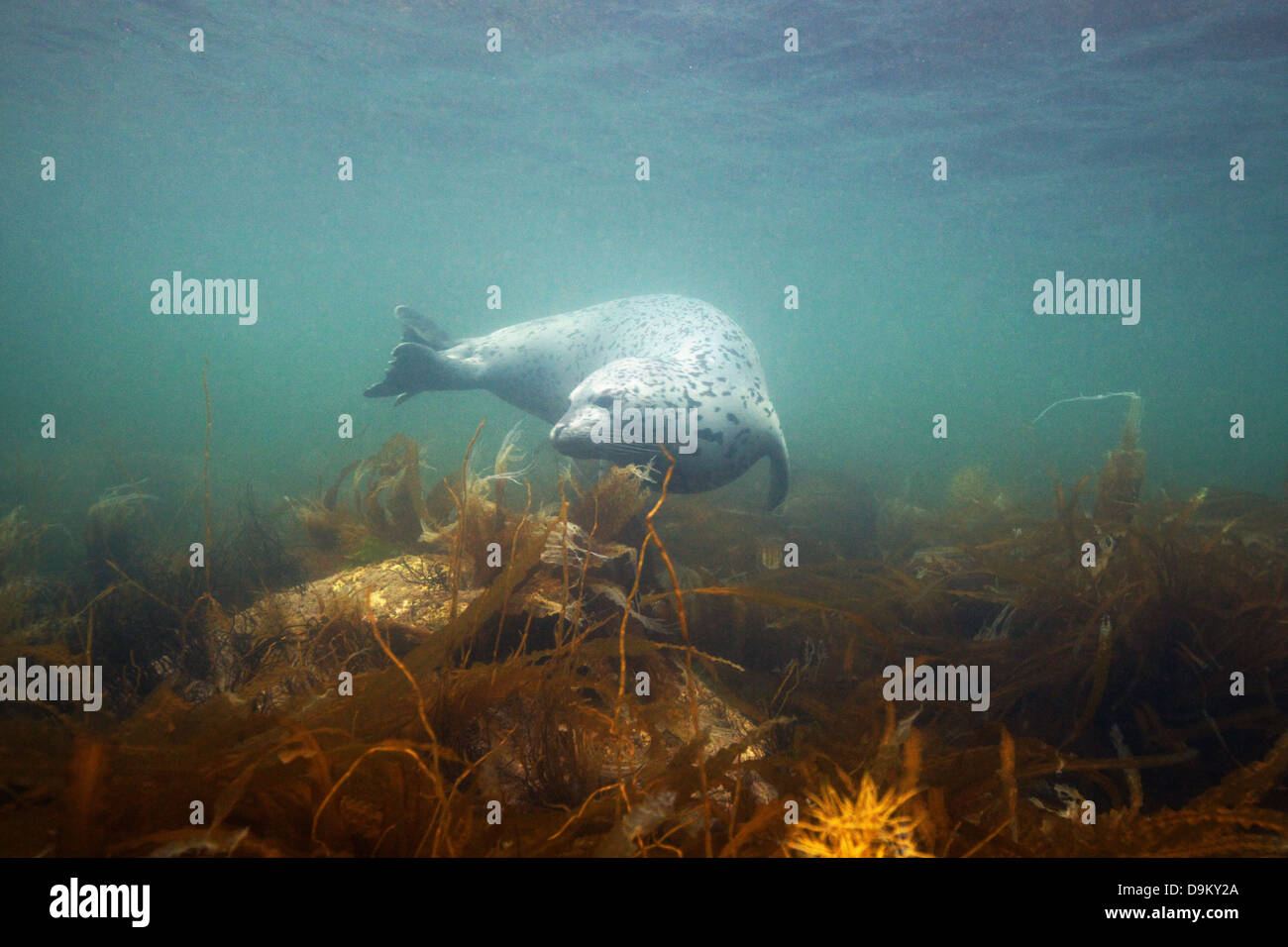 Spotted seal (Phoca largha), Sea of Japan Stock Photo - Alamy
