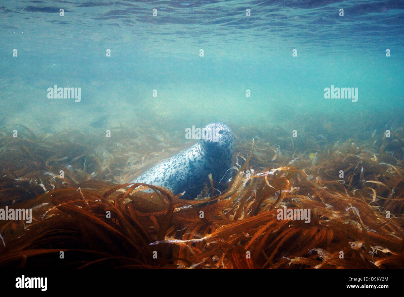 Spotted seal (Phoca largha), Sea of Japan Stock Photo - Alamy