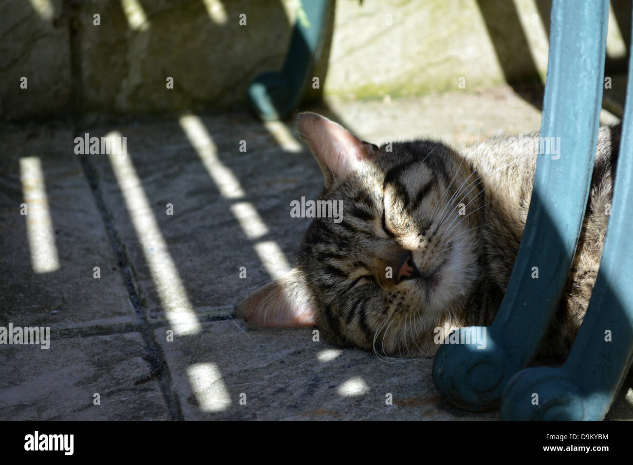 cat laying down Stock Photo - Alamy