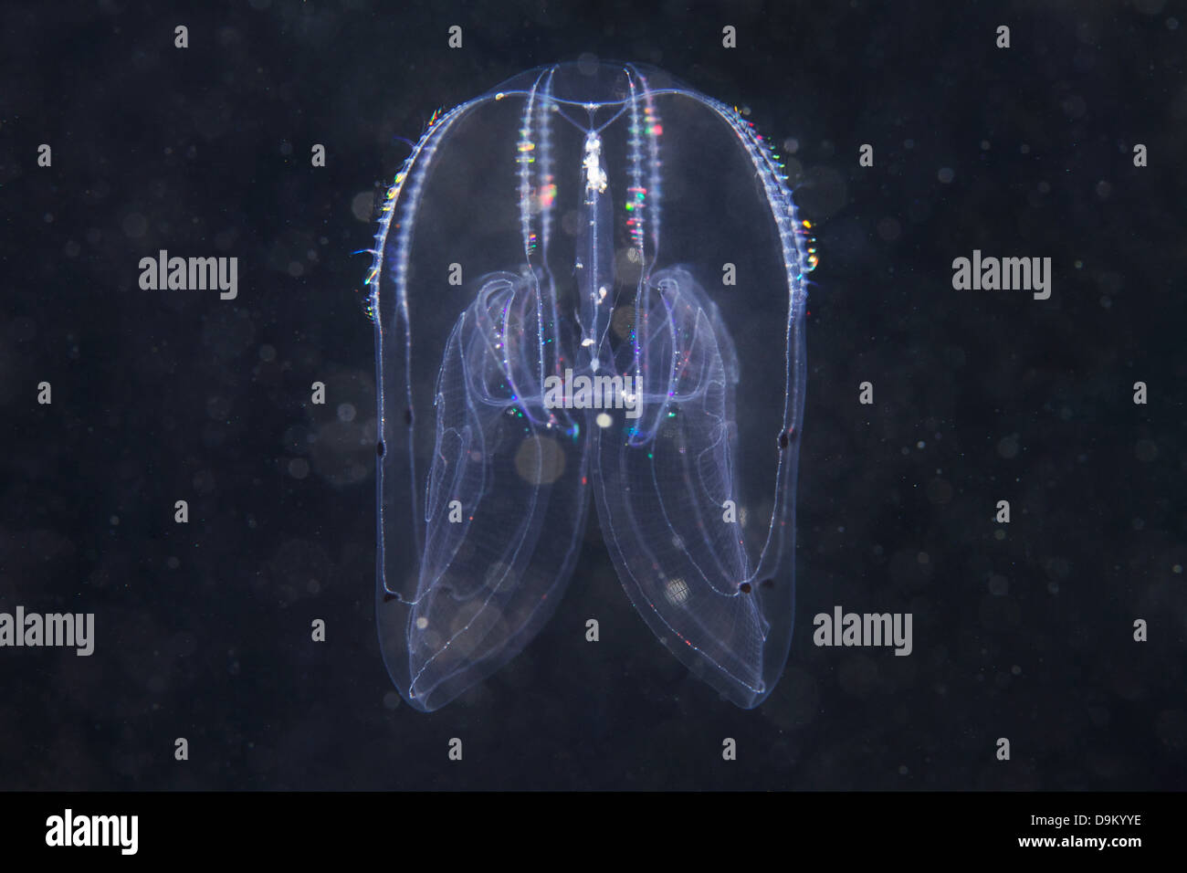 Bolinopsis comb jelly hi-res stock photography and images - Alamy