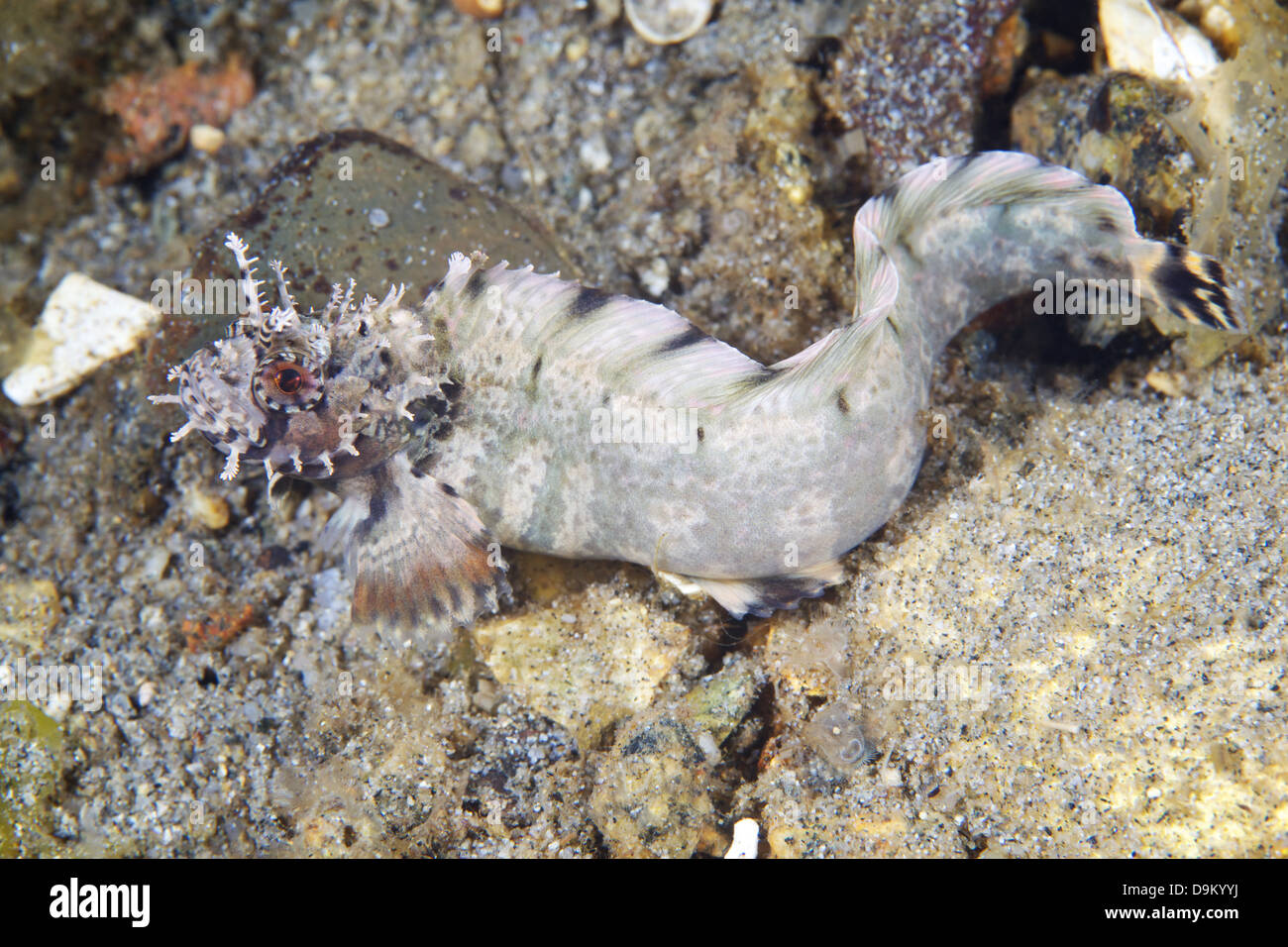 Chirolophis saitone, prickleback fish, Sea of Japan Stock Photo - Alamy