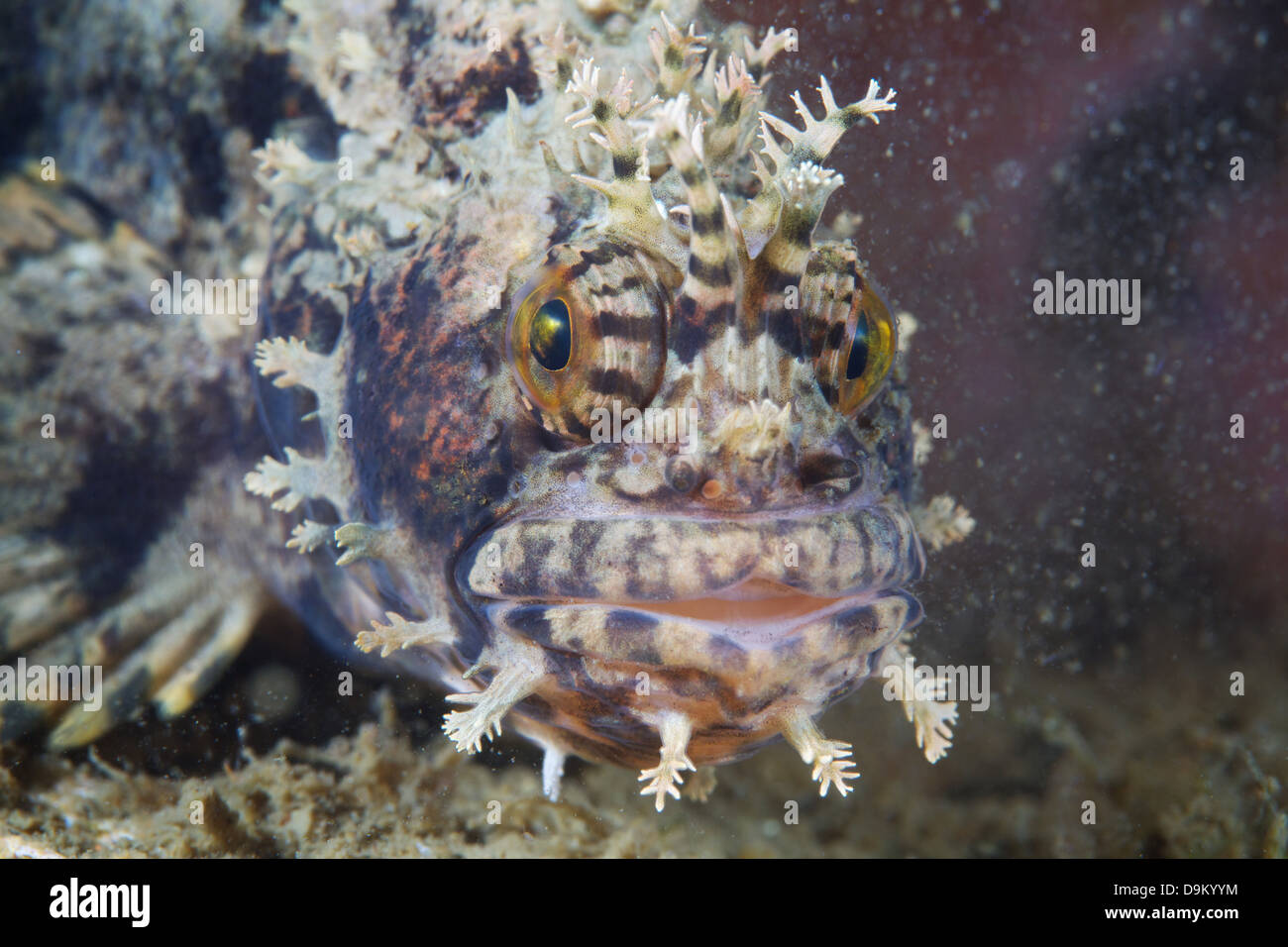 Chirolophis saitone, prickleback fish, Sea of Japan Stock Photo - Alamy
