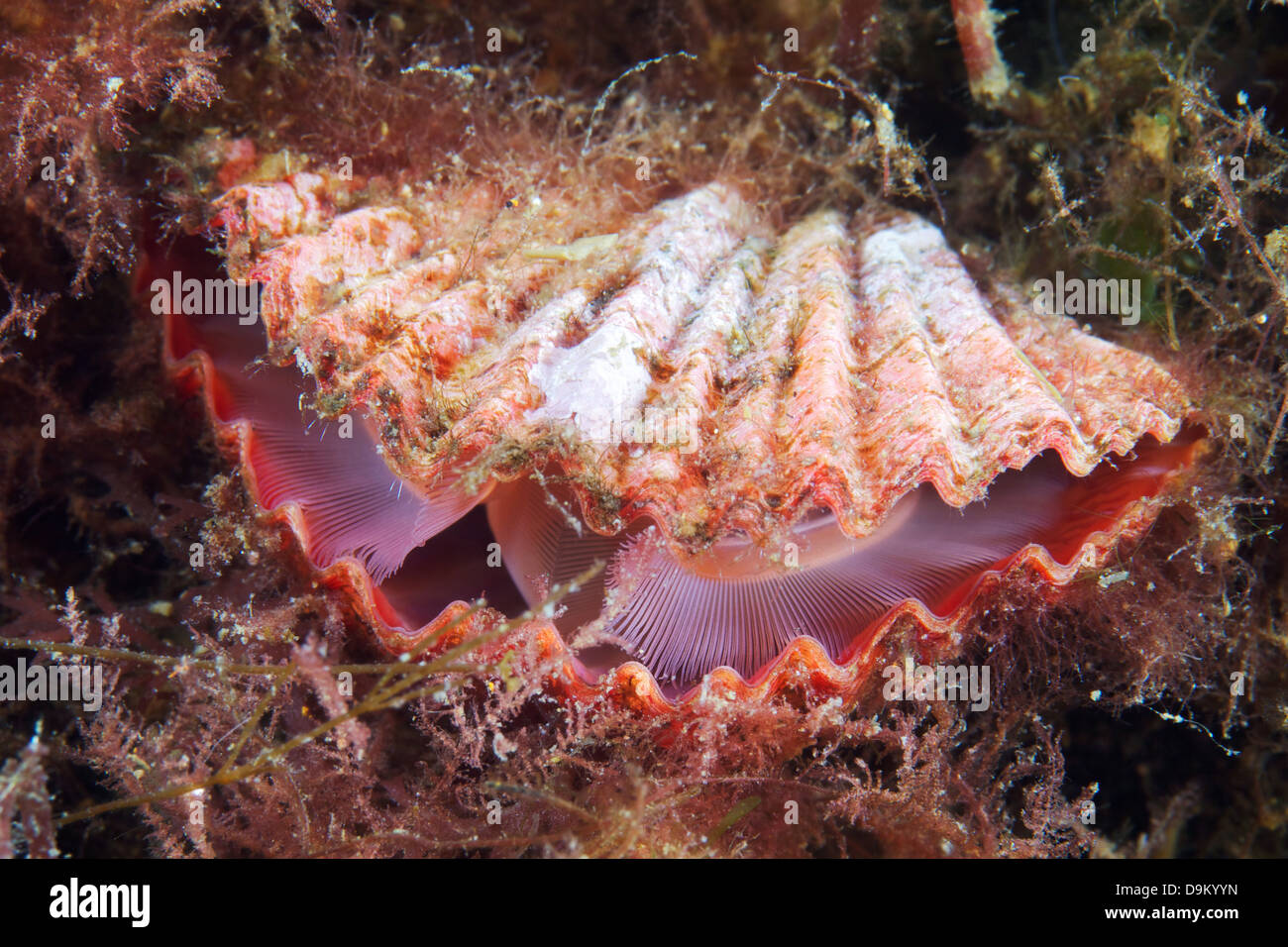 Brachiopod shell hi-res stock photography and images - Alamy