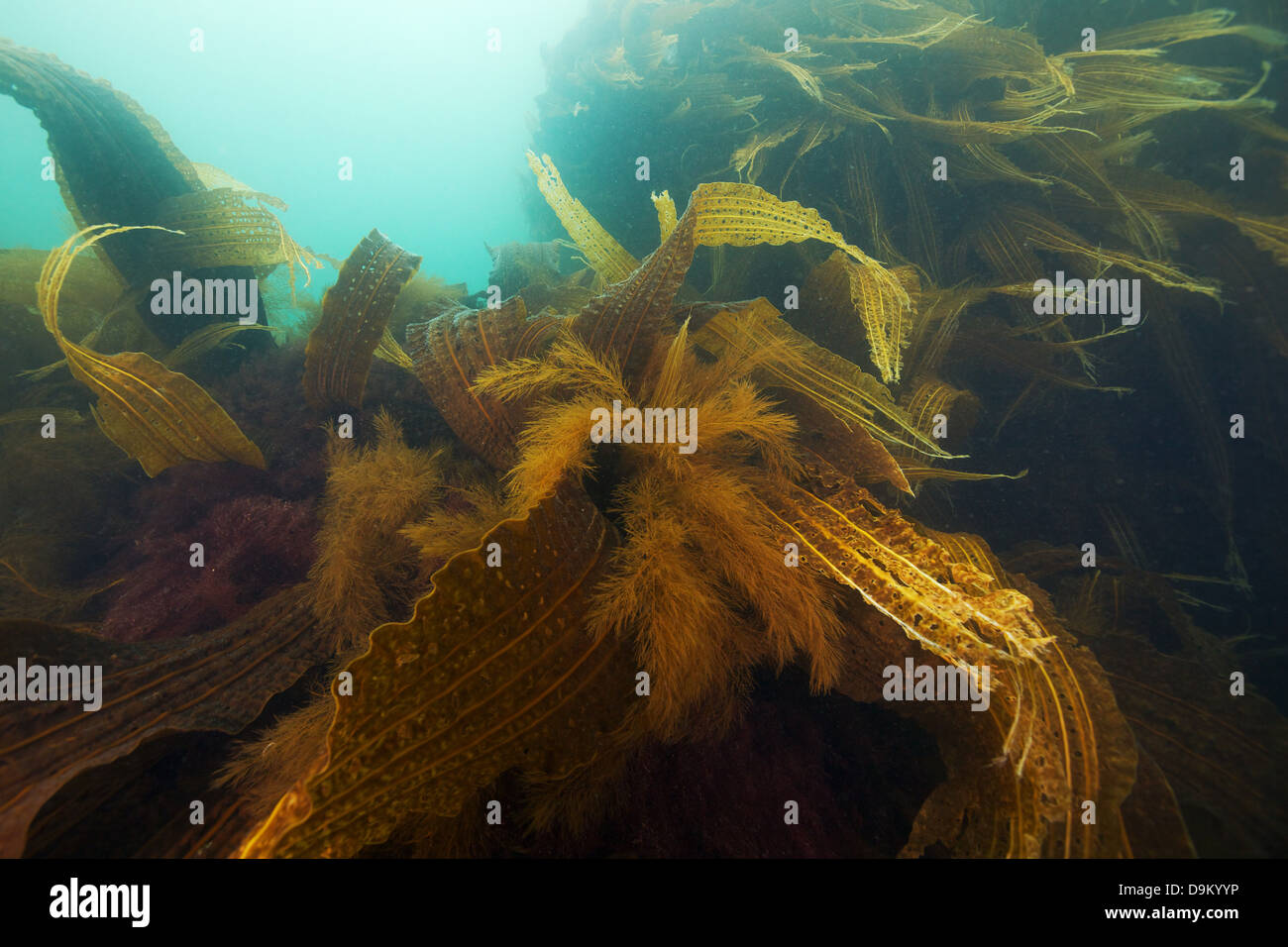 Costata Stock Photos & Costata Stock Images - Alamy