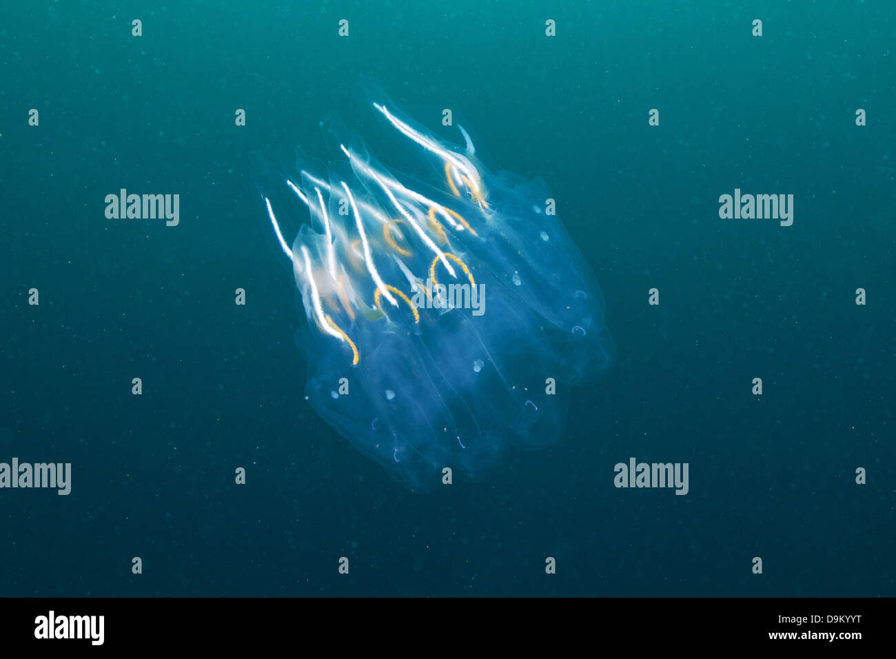 Salp collection hi-res stock photography and images - Alamy