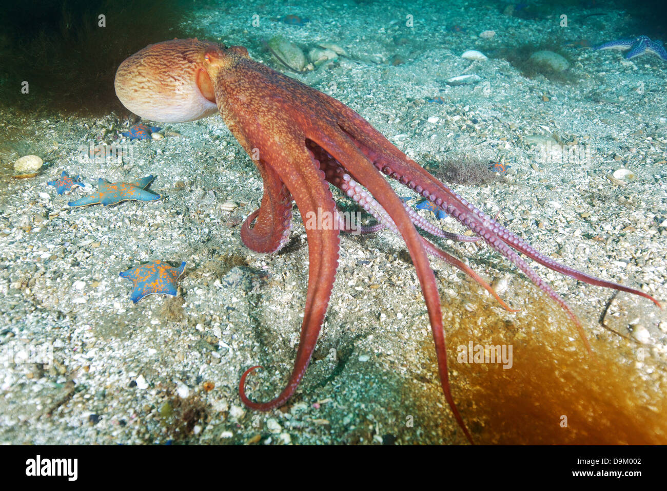 Giant pacific octopus hi-res stock photography and images - Alamy