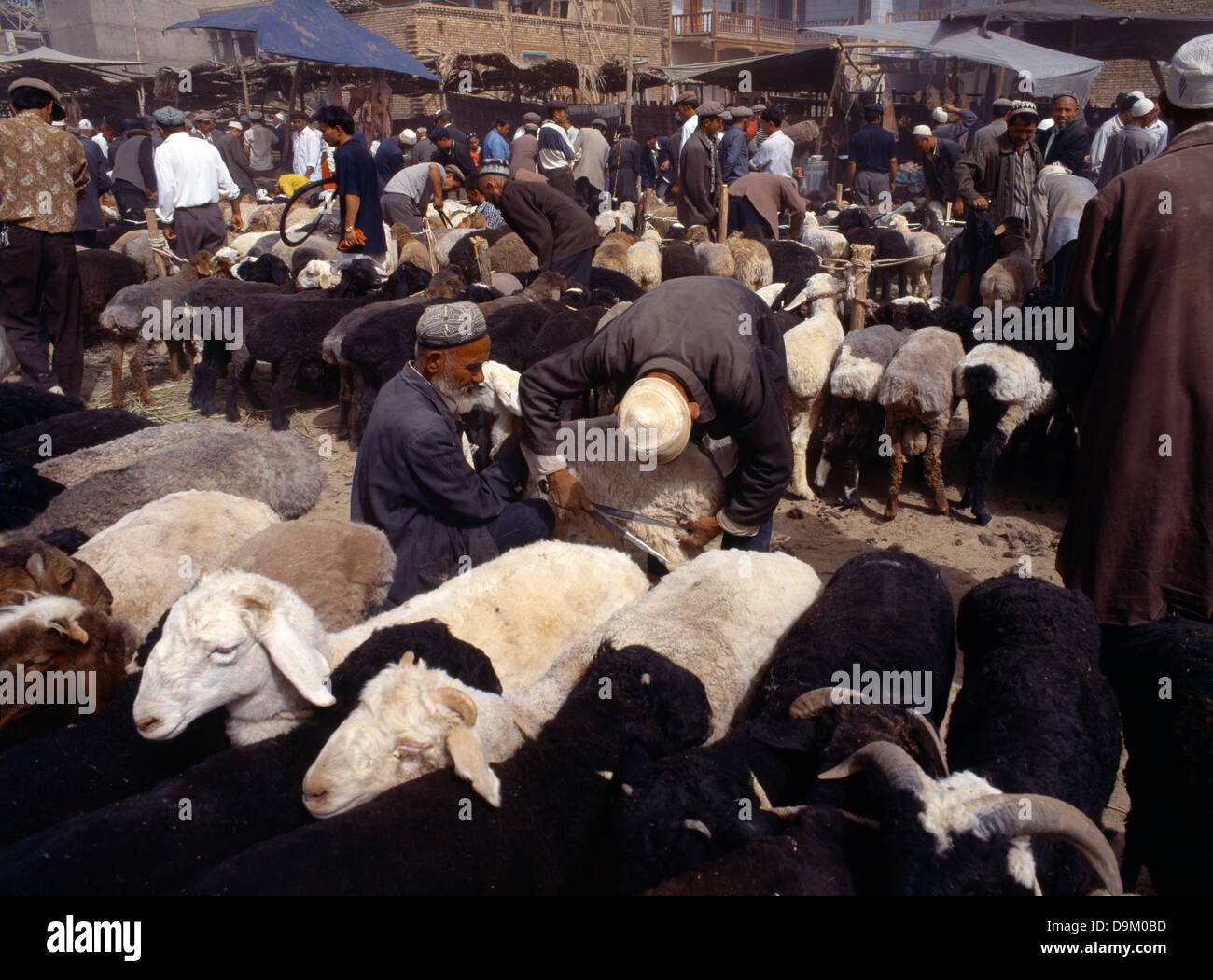 Kashgar Xinjiang China Sunday Market Animal Market Trimming Sheep's ...
