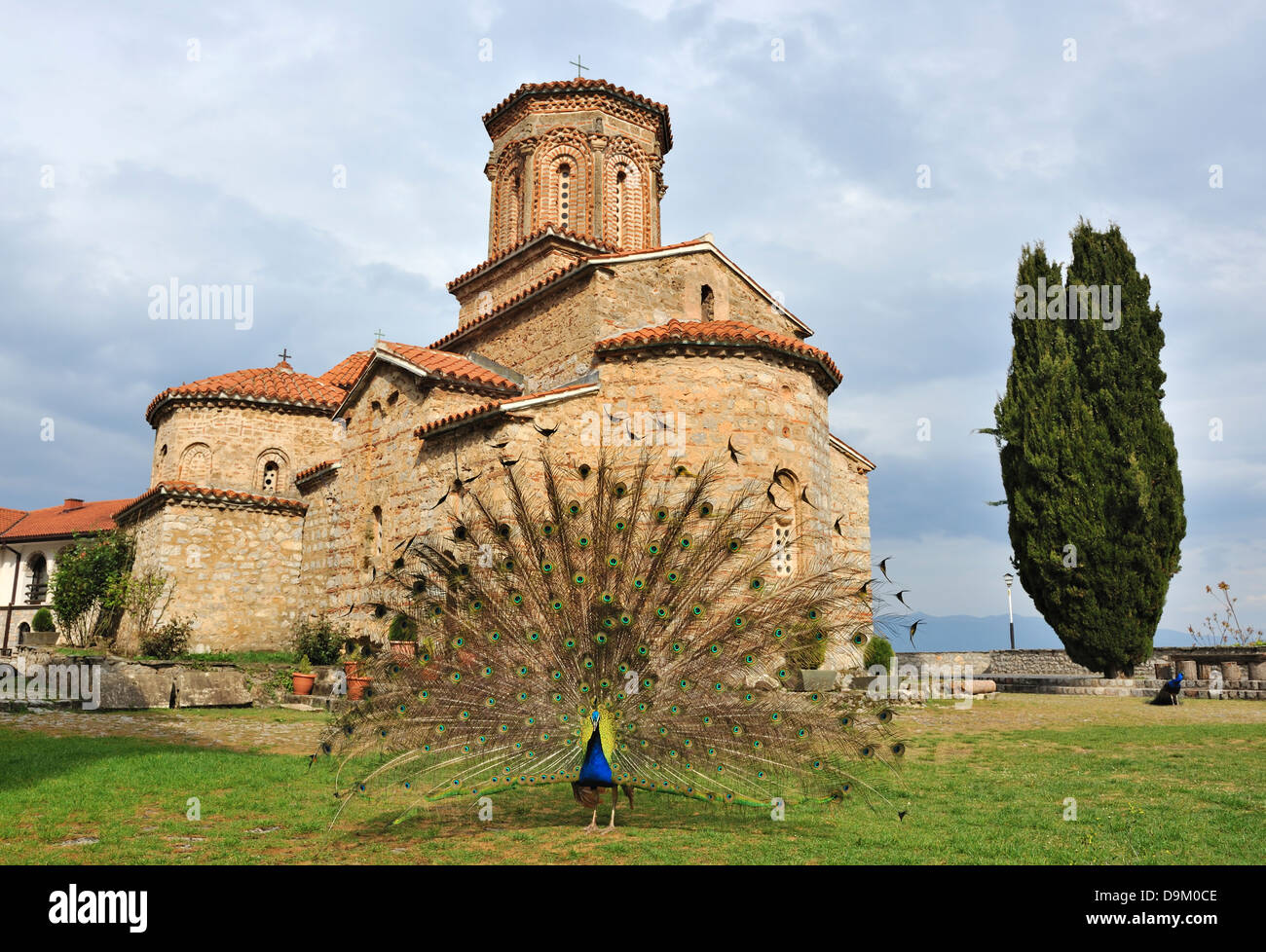 Peacock displaying at St Naum Monastery, Ohrid, Macedonia Stock Photo ...